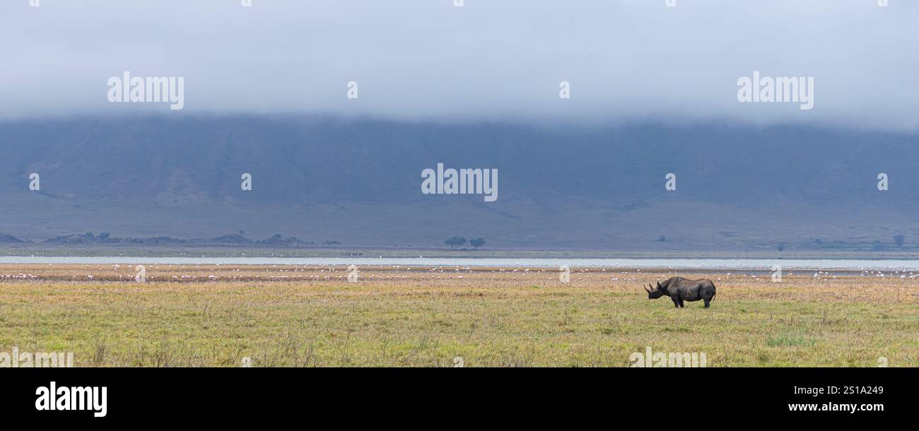 Panoramic view of Black Rhino (rhinoceros) walking in the savannah. It ...