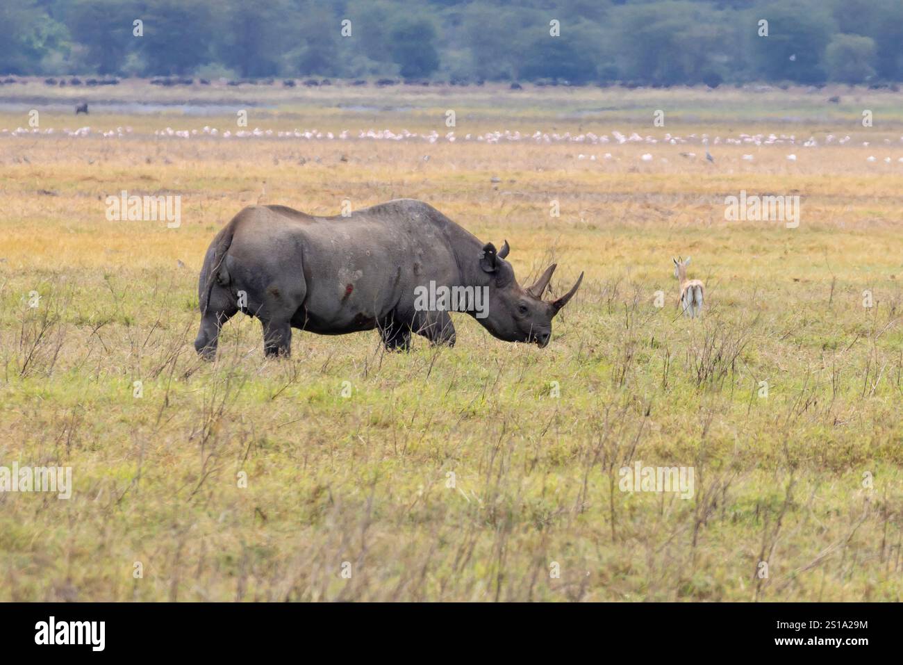 Black Rhino (rhinoceros) grazing in the savannah. It is a rare ...