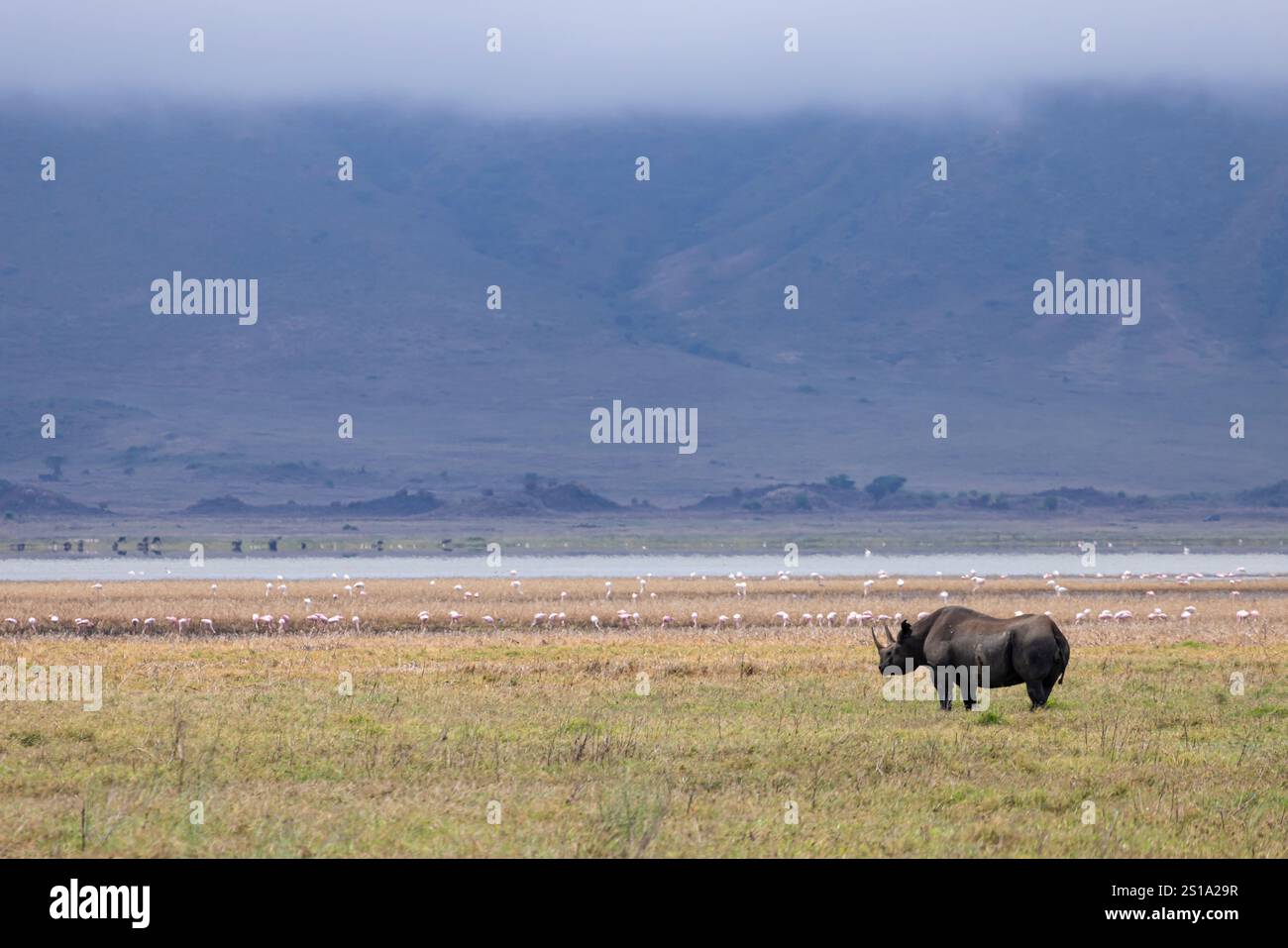 Black Rhino (rhinoceros) walking in the savannah. It is a rare ...