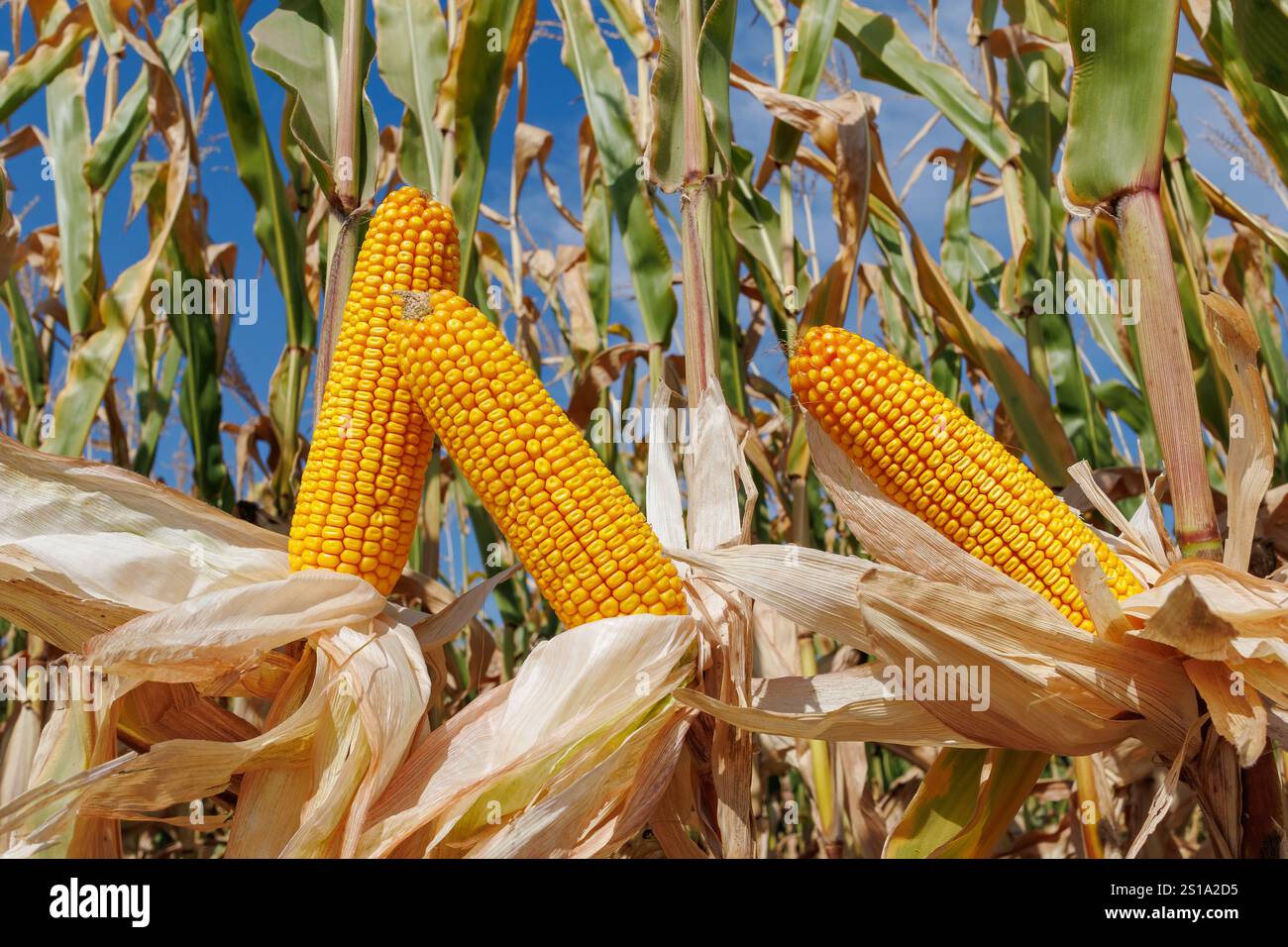 Three ripe ears of corn stand among lush green stalks in a cornfield ...