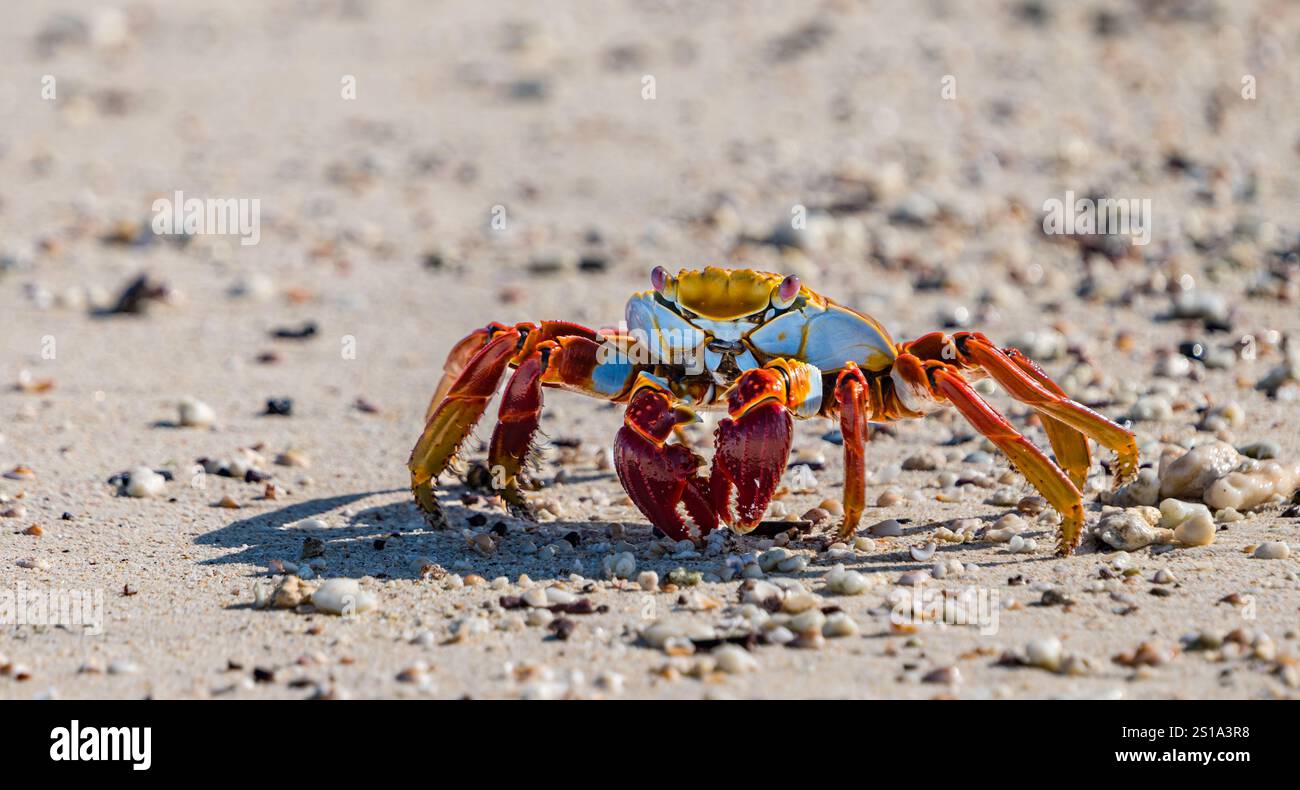 Close up of Sally Lightfoot crab (Grapsus grapsus) on a sandy beach ...