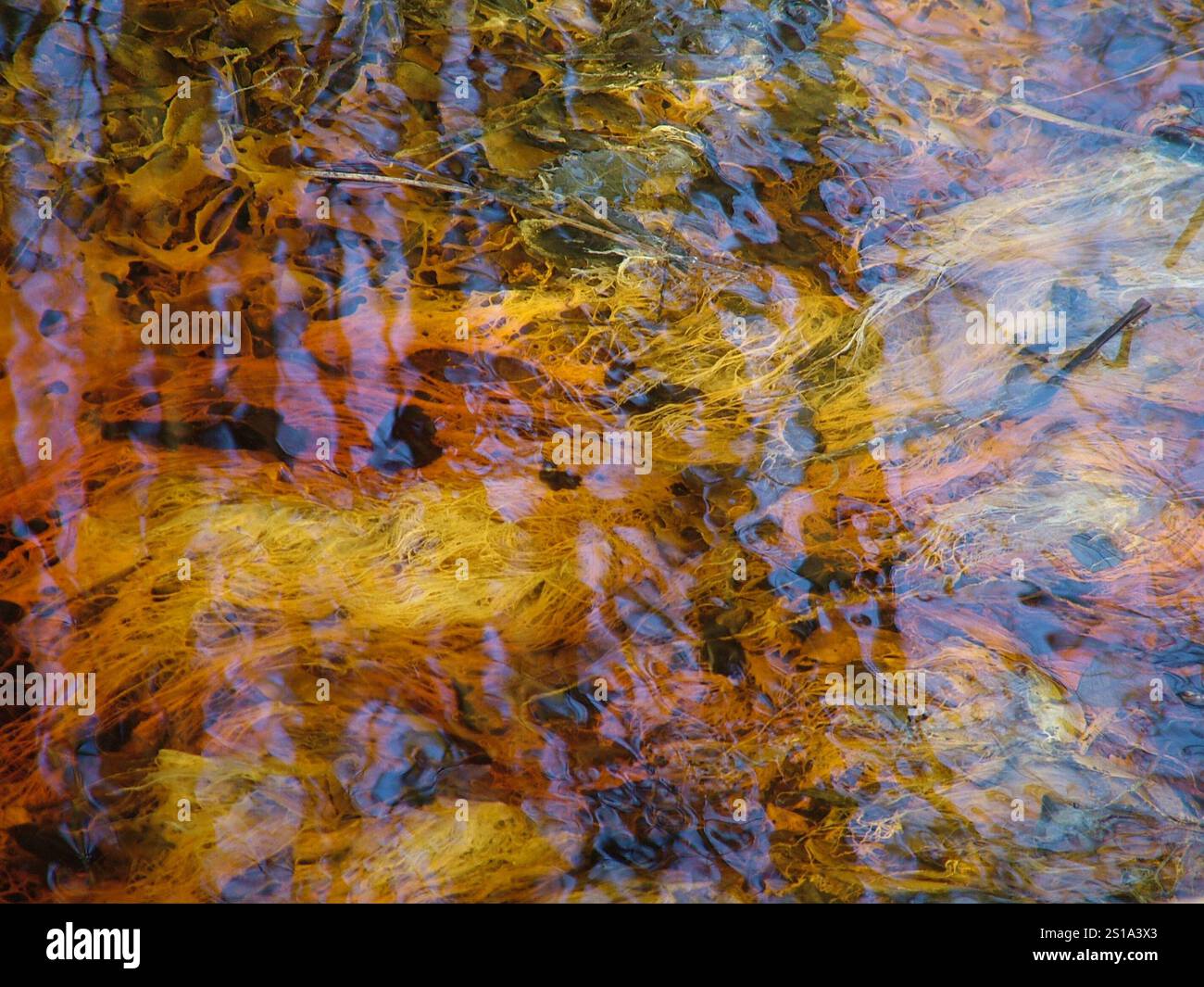 Silky water weed in a stream with shimmering reflections on the ...