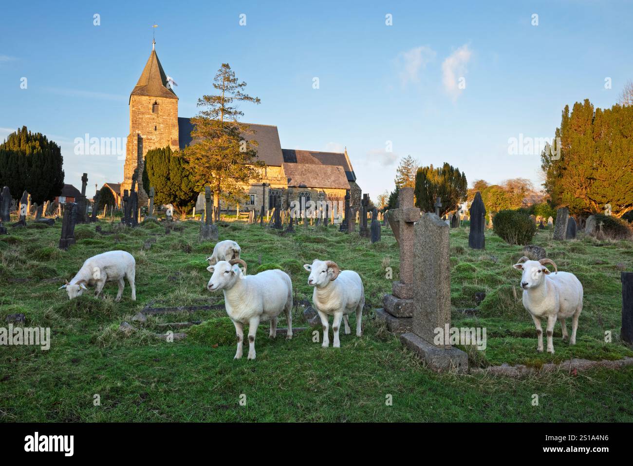 Sheep grazing grass in churchyard with church lit in evening sunlight ...