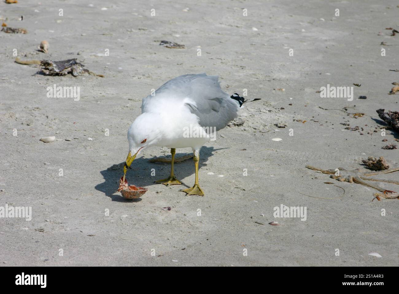 Seagull eating a scallop shell on a sand beach Stock Photo - Alamy