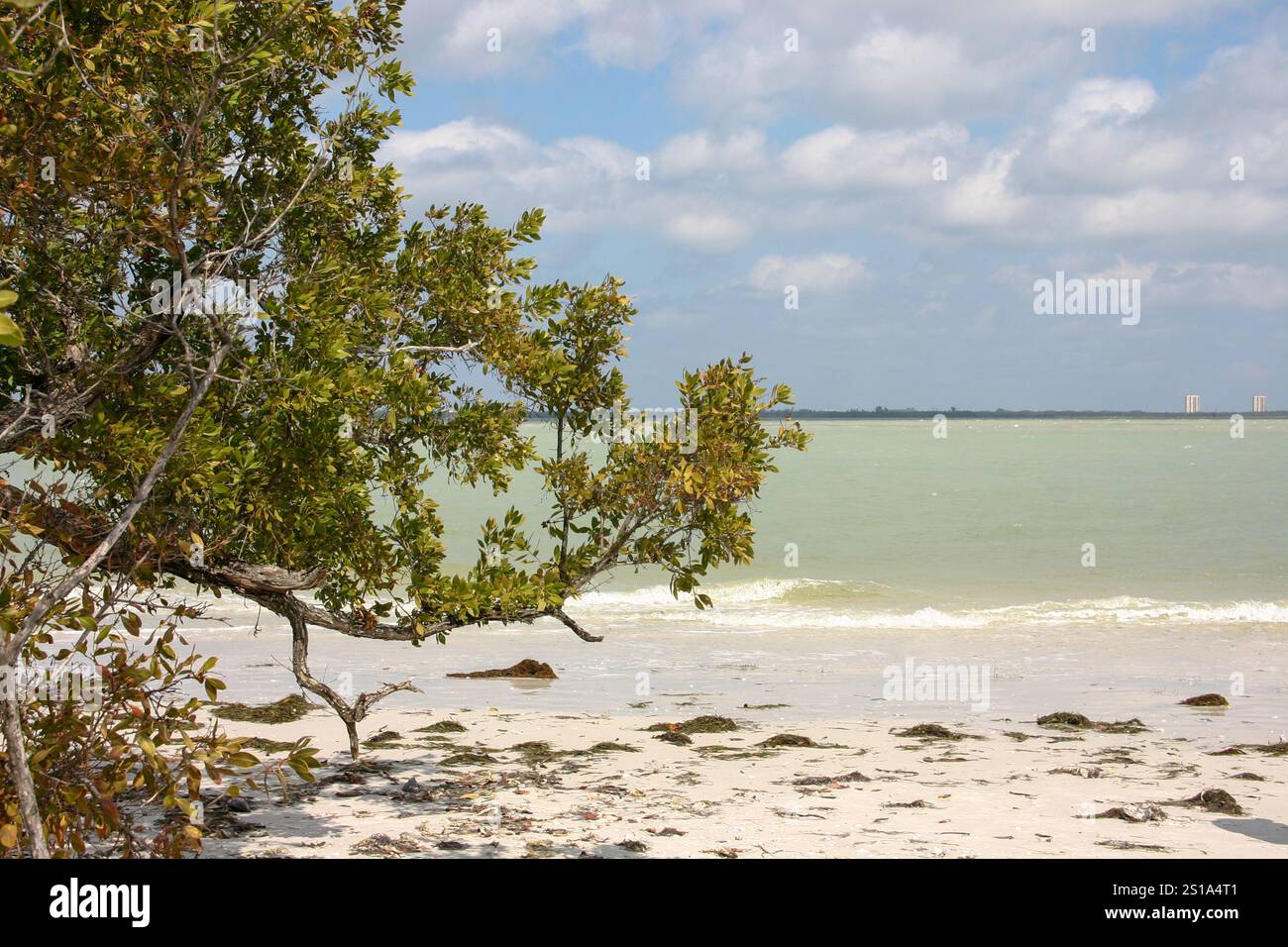 Scrub oak tree on a Florida beach with the ocean in the background ...