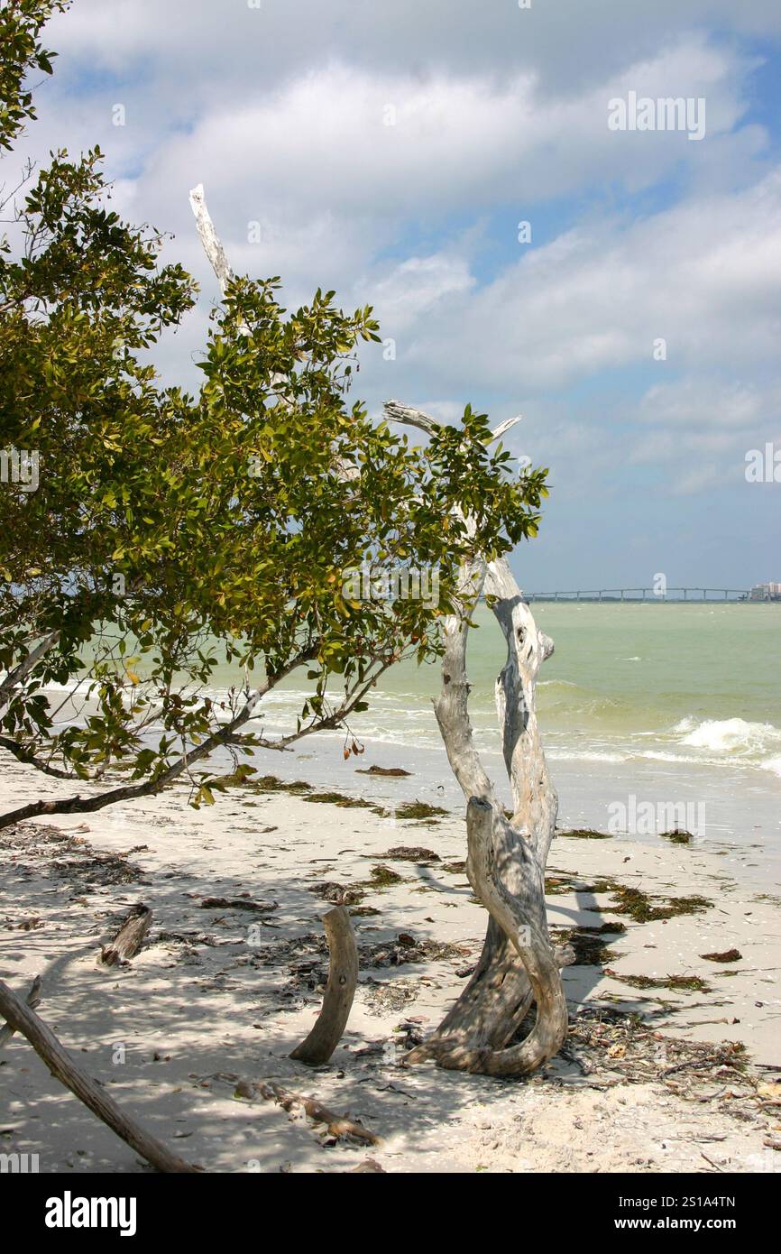 Scrub oak tree on a Florida beach with the ocean in the background ...