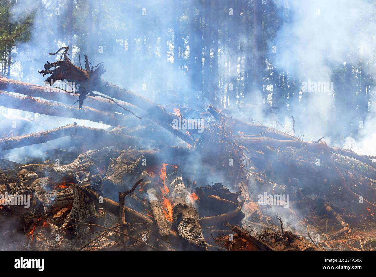 Smoke billows as flames engulf logs in forest, highlighting devastation ...