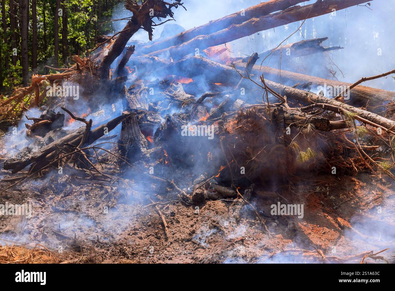 Flames consume fallen timber while smoke billows into air in forest ...