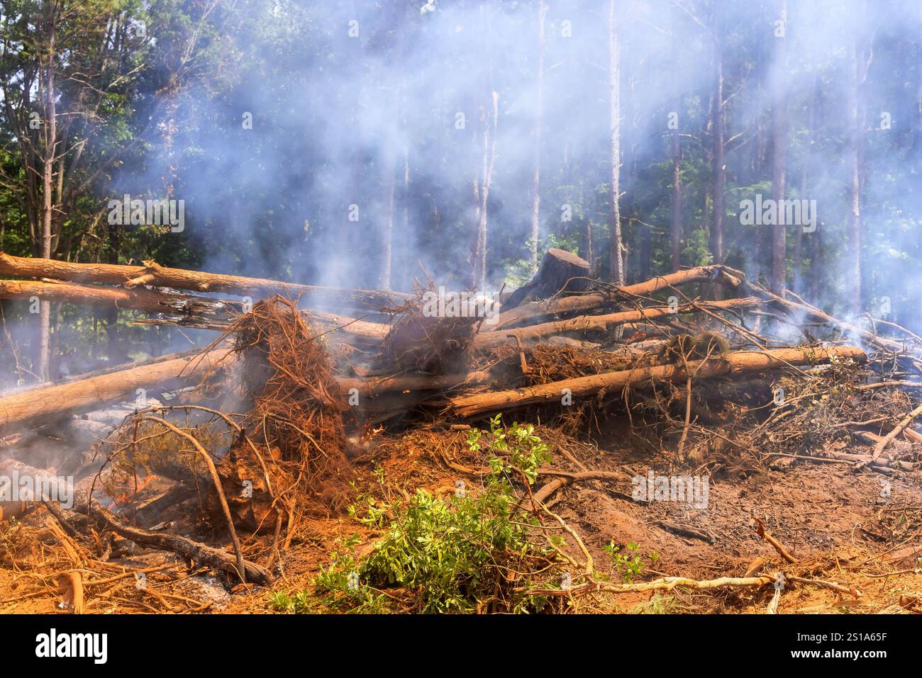 Cut trees in forest leave piles of branches smoke, signaling ...