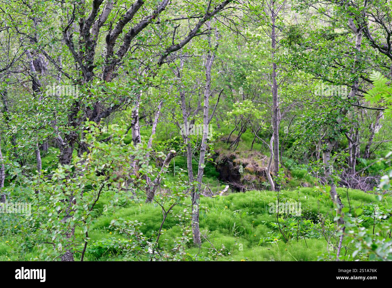 Hofdi peninsula hi-res stock photography and images - Alamy