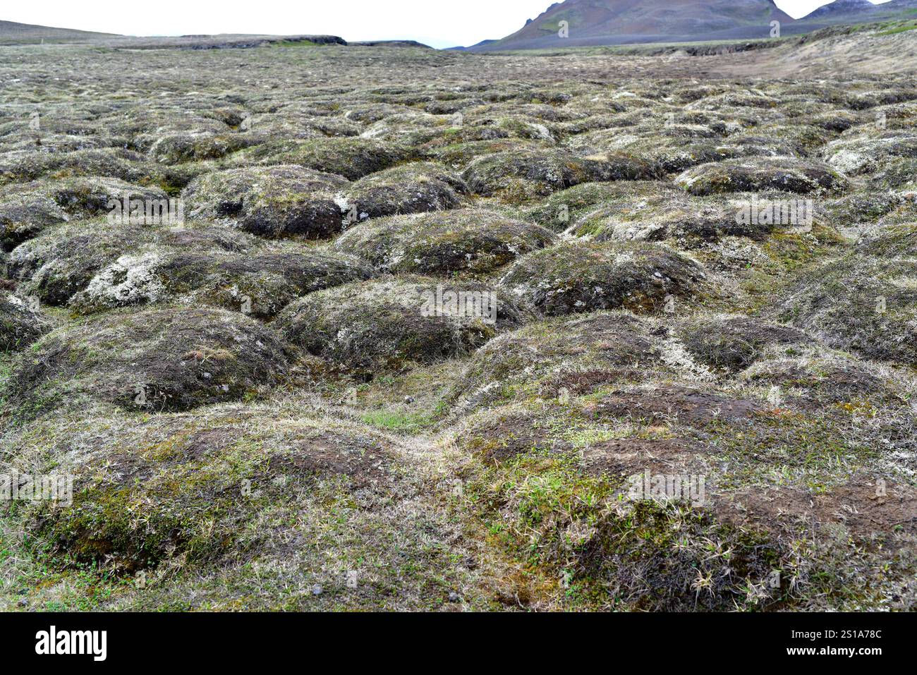 Patterned ground (polygonal soil) in Leirhnjukur, Krafla system. Myvatn ...