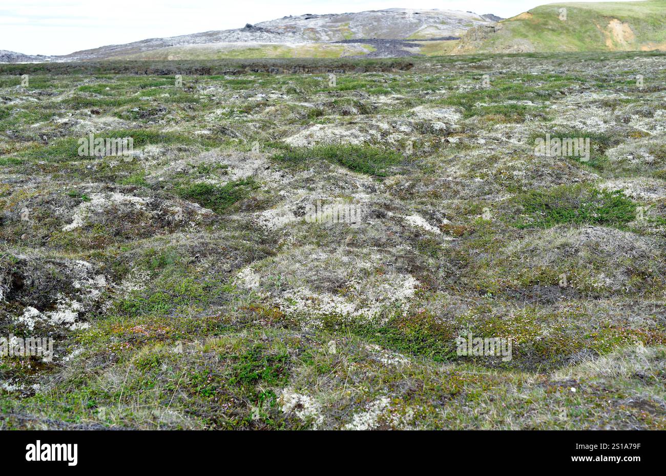 Patterned ground (polygonal soil) in Leirhnjukur, Krafla system. Myvatn ...