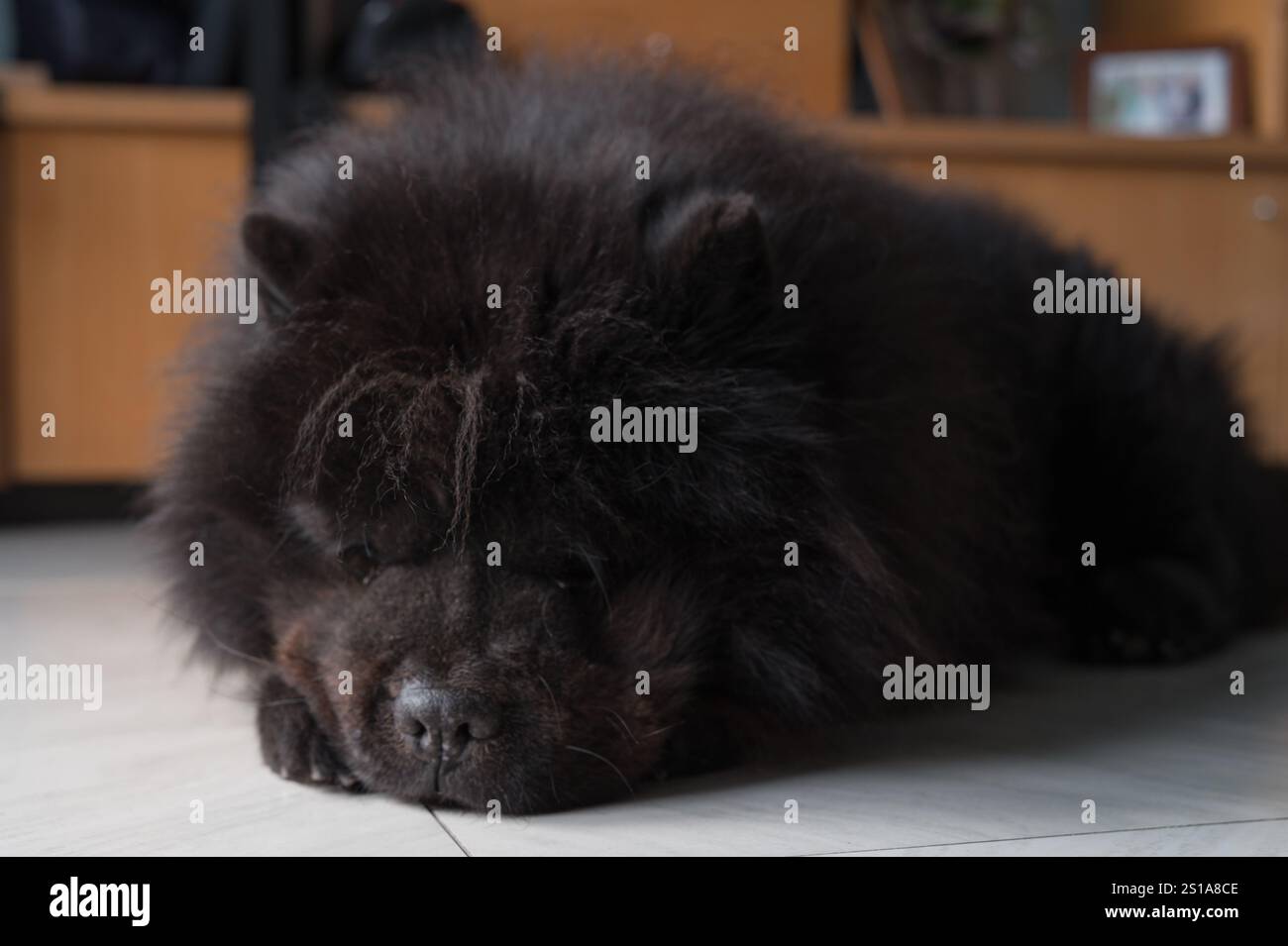 A black chow-chow that sleeps. Black dog with some red reflections ...