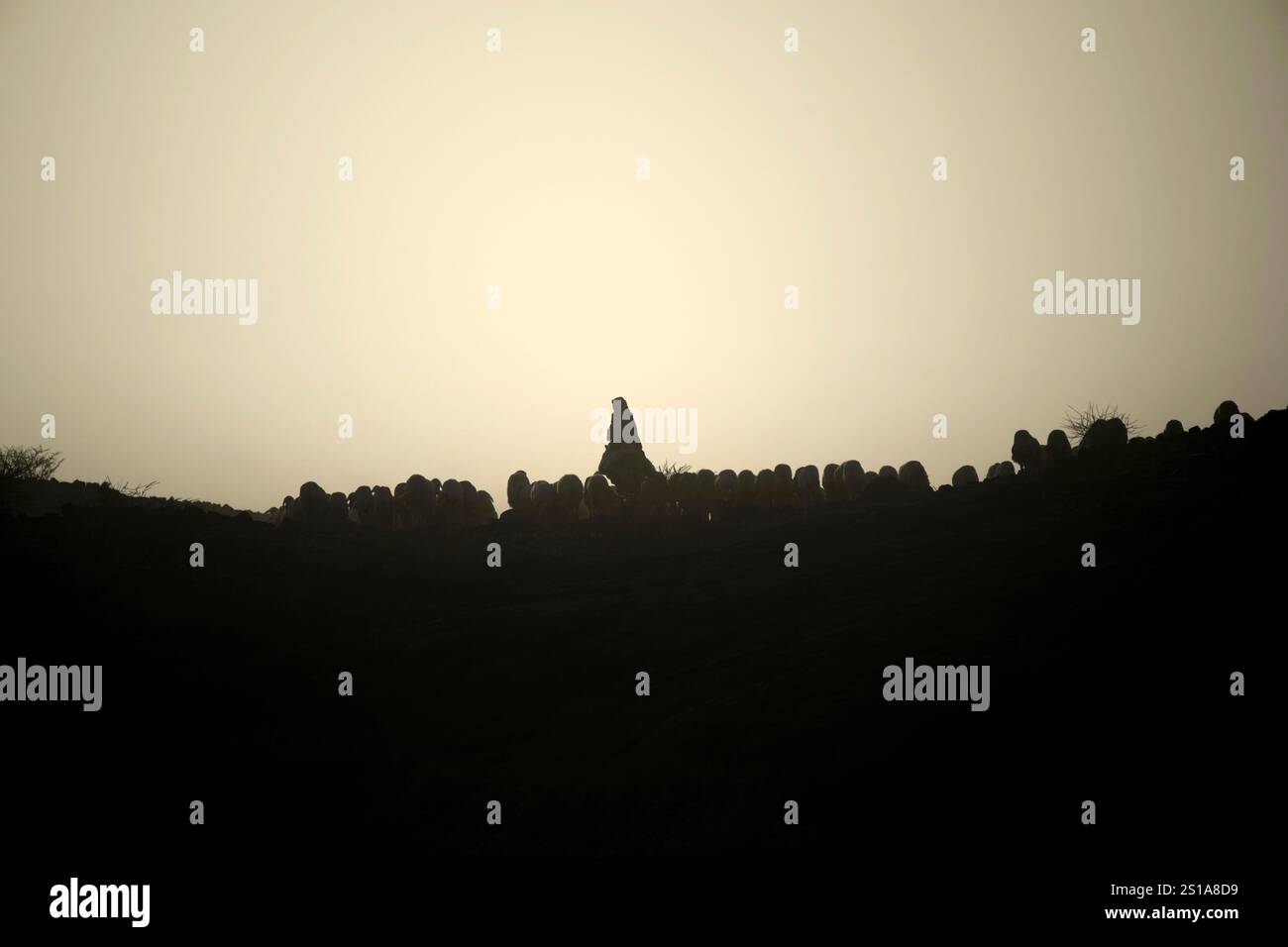 A shepherd guards a flock of sheep on the eve of the start of the Dakar ...