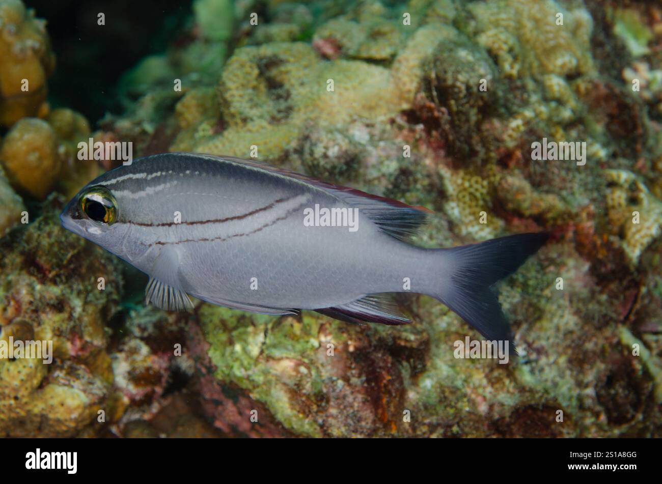 Two-Lined Monocle Bream, Scolopsis bilineata, Nemipteridae, Racha Yoi ...