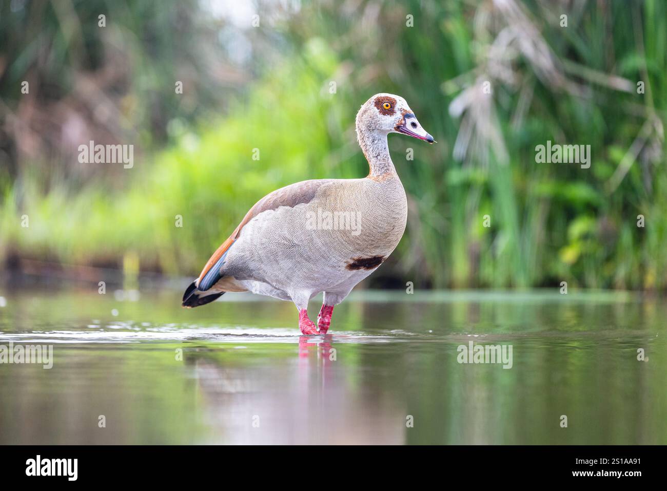 Egyptian goose (Alopochen aegyptiaca), Zimanga, South Africa Stock ...