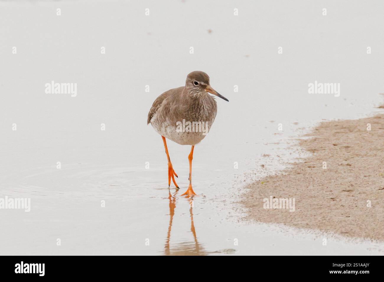 Common Redshank bird, Tringa totanus, a wader with bright red or orange ...
