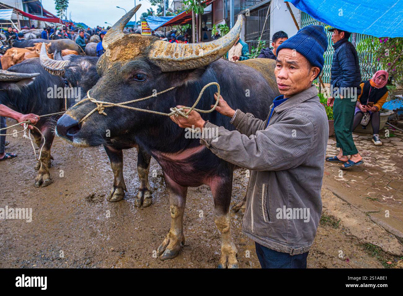 Vietnam, Lao Cai Province, Bac Ha, the weekly buffalo market Stock ...