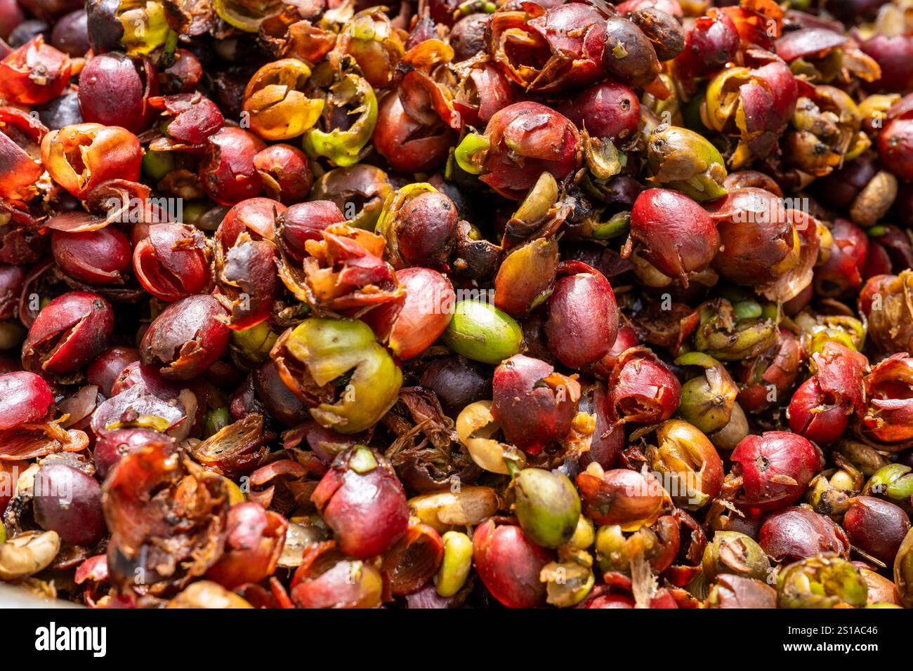 Papua New Guinea, Eastern Highlands Province, Goroka region, freshly ...