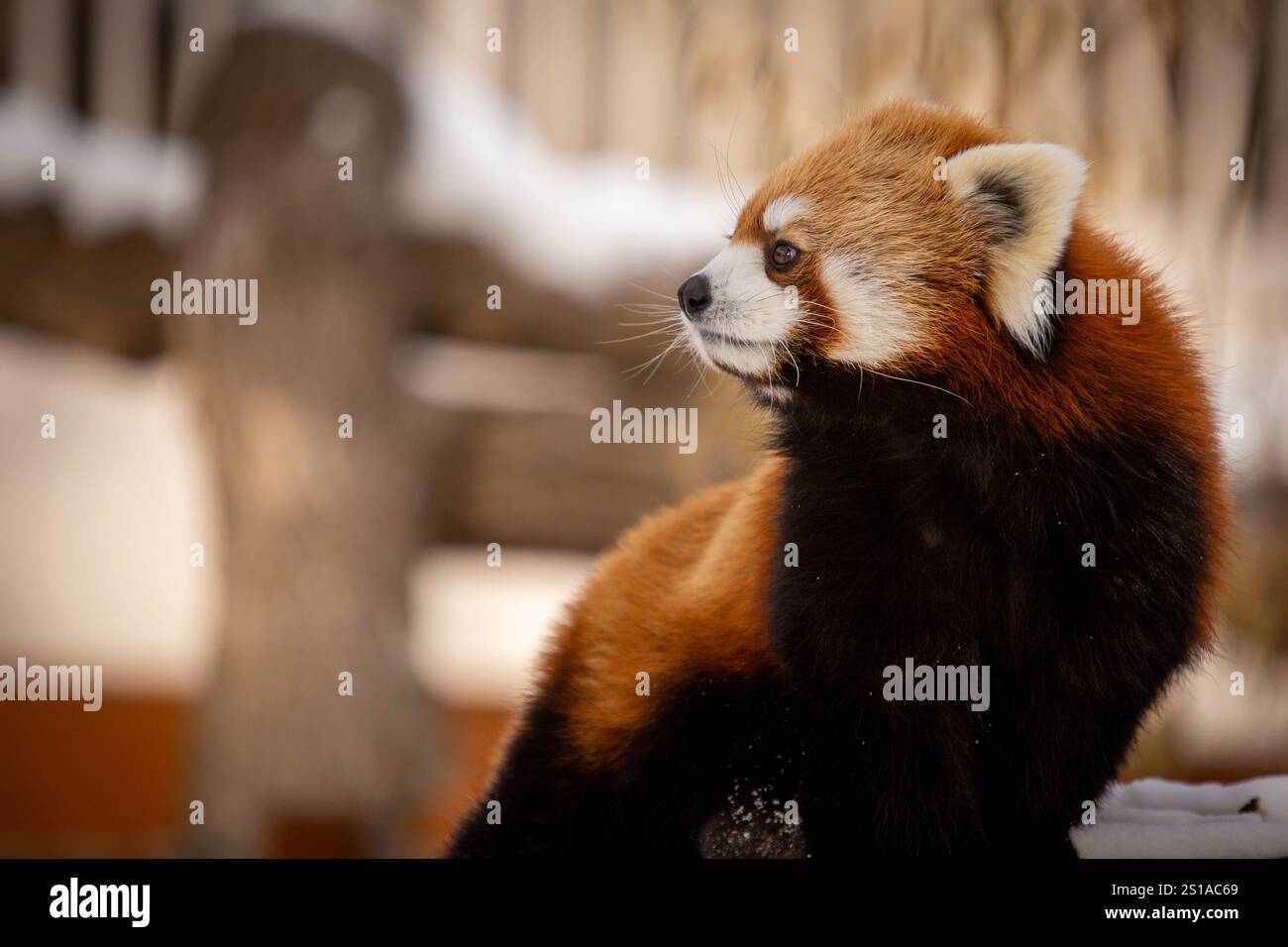 Red Panda at Edmonton Valley Zoo in the winter Stock Photo - Alamy