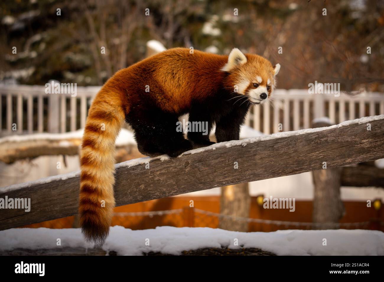 Red Panda at Edmonton Valley Zoo in Alberta Canada Stock Photo - Alamy