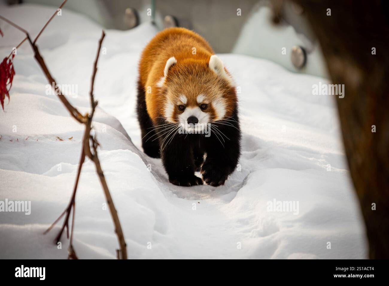 Red Panda strolling through the snow at Edmonton Valley Zoo Stock Photo ...