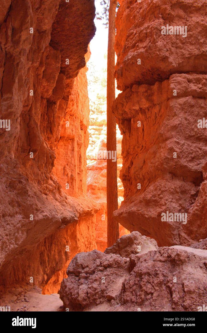 United States, Utah, Bryce Canyon National Park, douglas fir in the ...