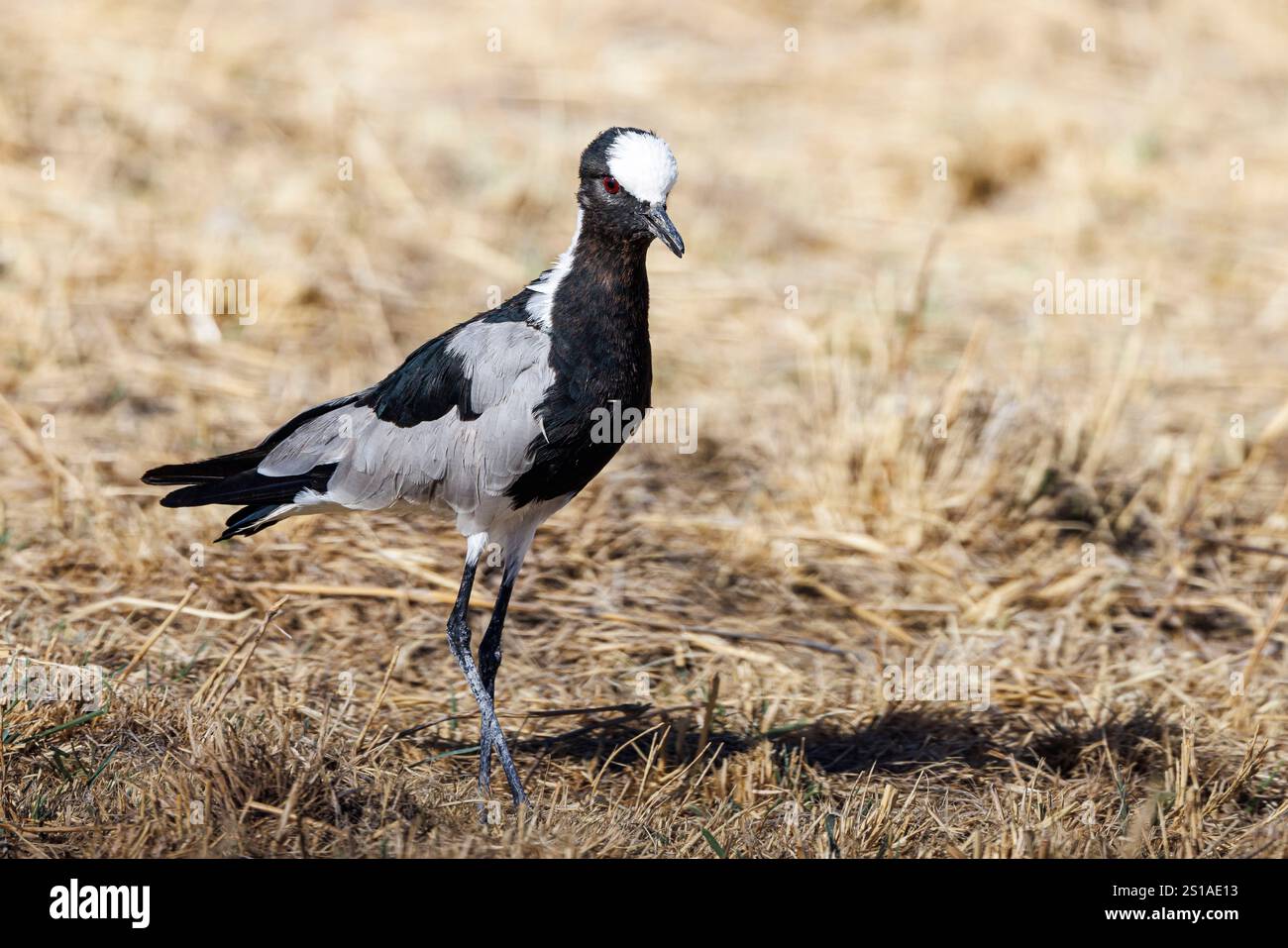 Namibia, Oshikoto district, Etosha National Park, blacksmith lapwing or ...