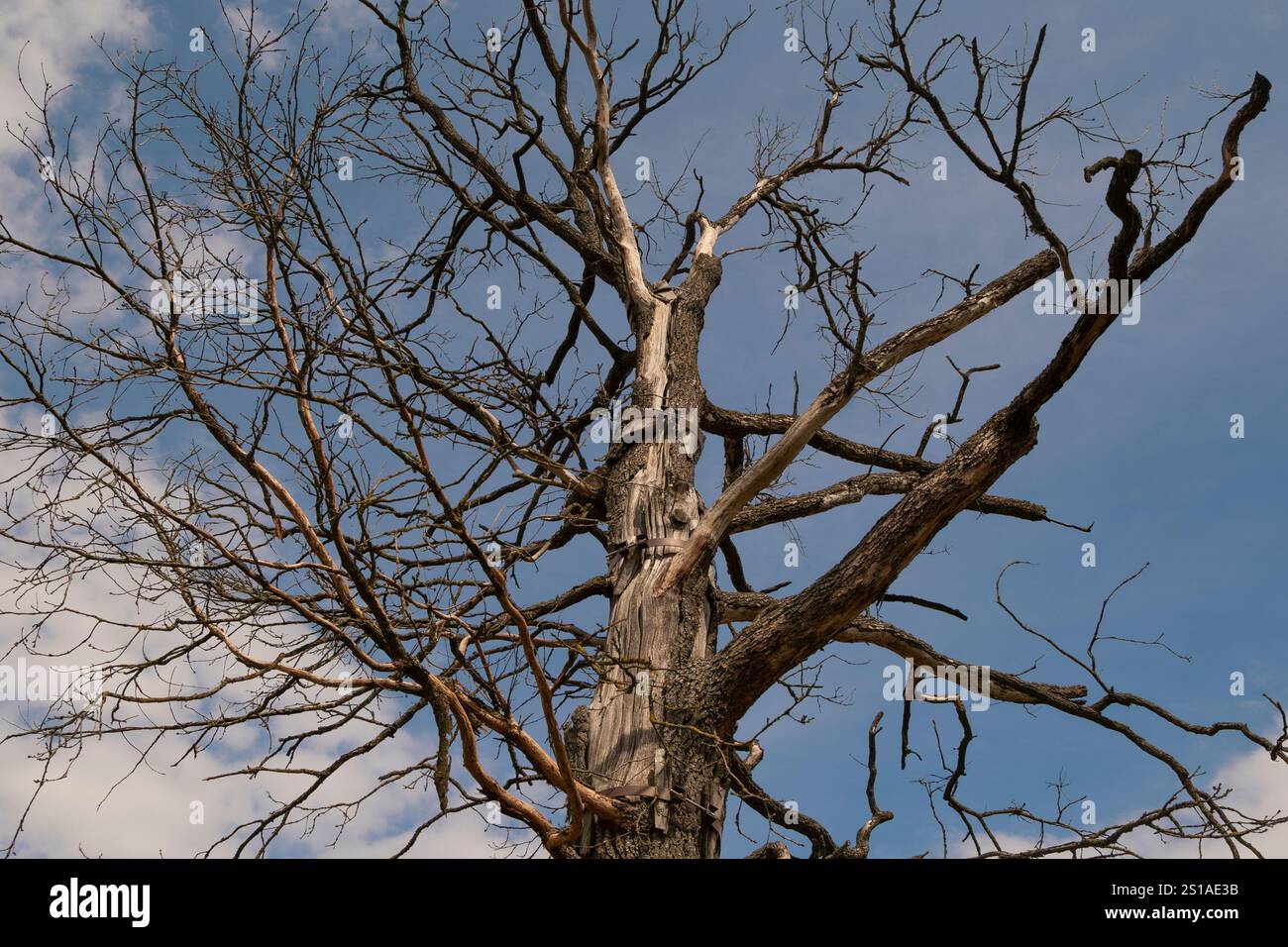 Lightning-Split Tree with Metal Hoop Bracing the Dead Trunk Stock Photo ...