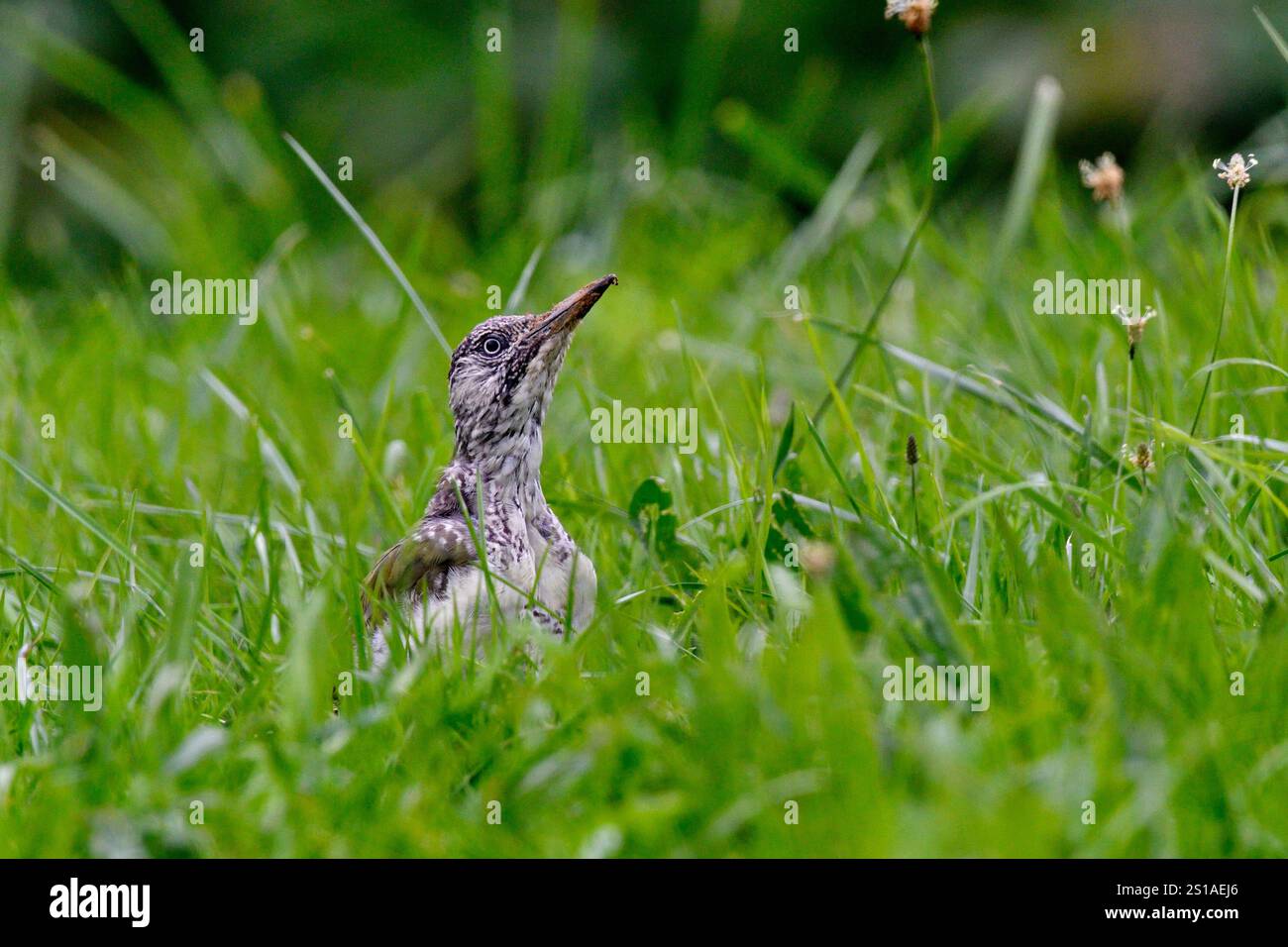 France, Doubs, Bird, Piciform, Green Woodpecker (Picus viridis), meadow ...