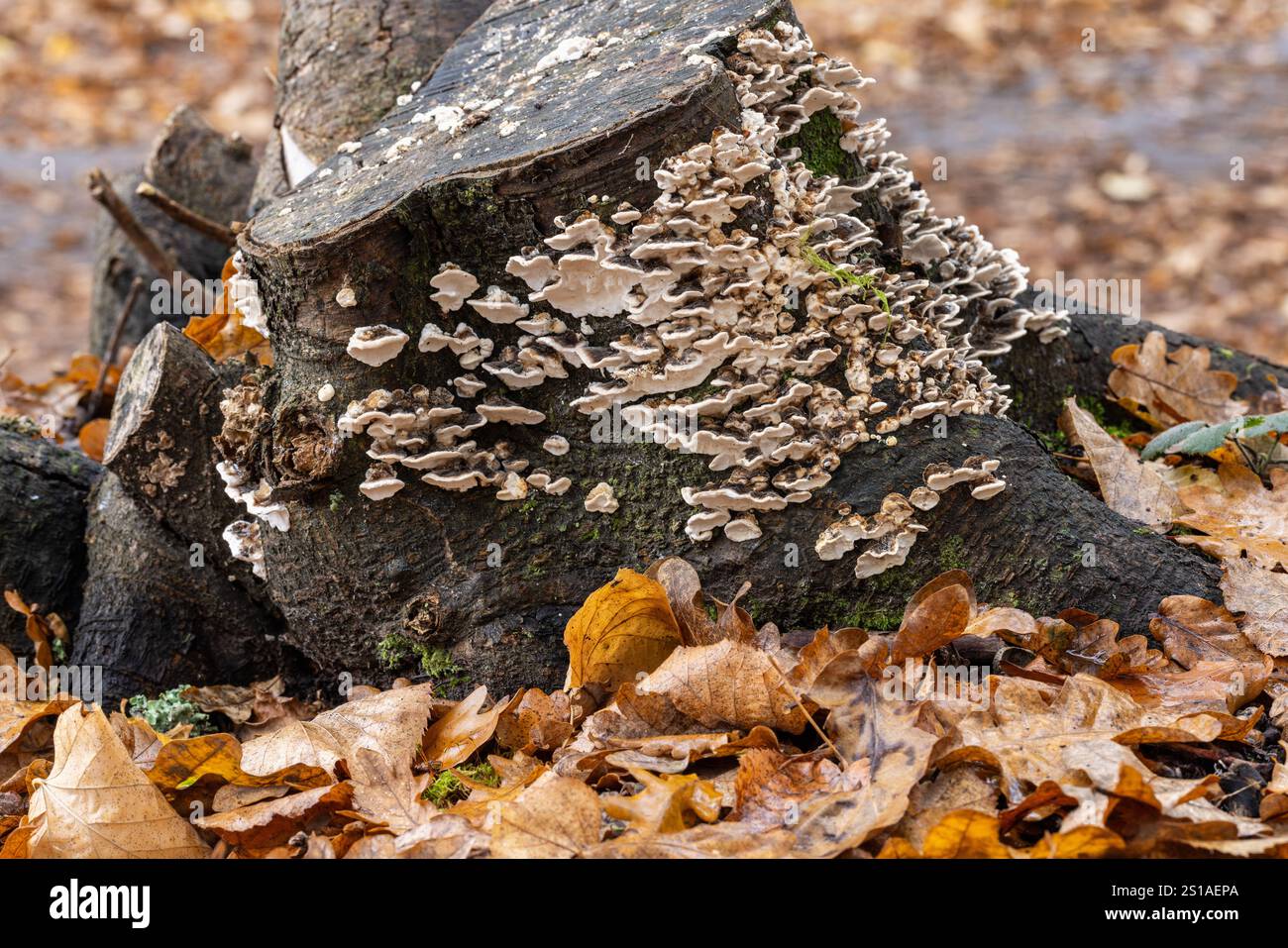 White Fungi growing on a dead tree stump at Shearwater, Warminster ...