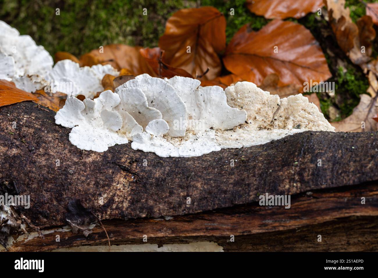 Close up of a white fungi growing on dead wood at Shearwater ...
