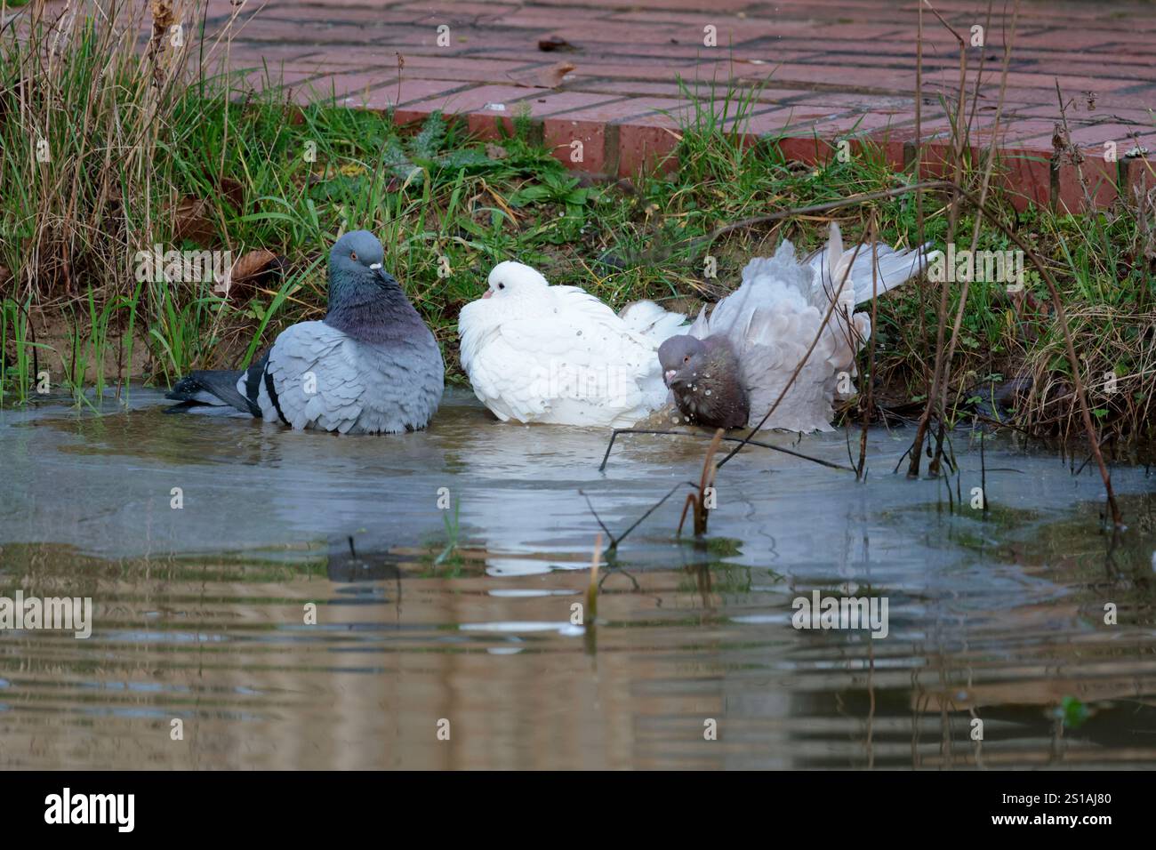 Pigeons dove bathing in pond three various birds grey white and blue ...
