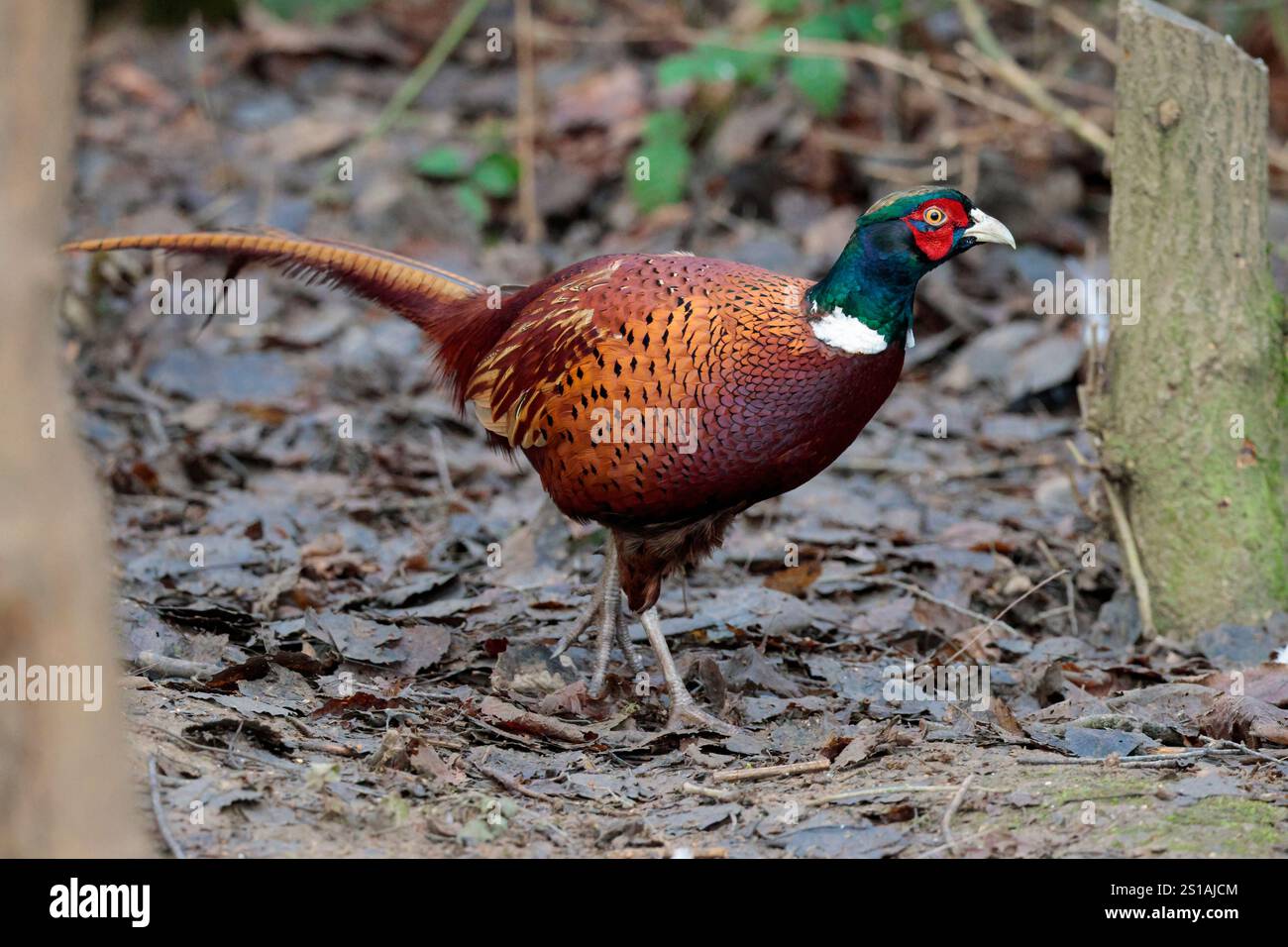 Golden pheasant wet hi-res stock photography and images - Alamy