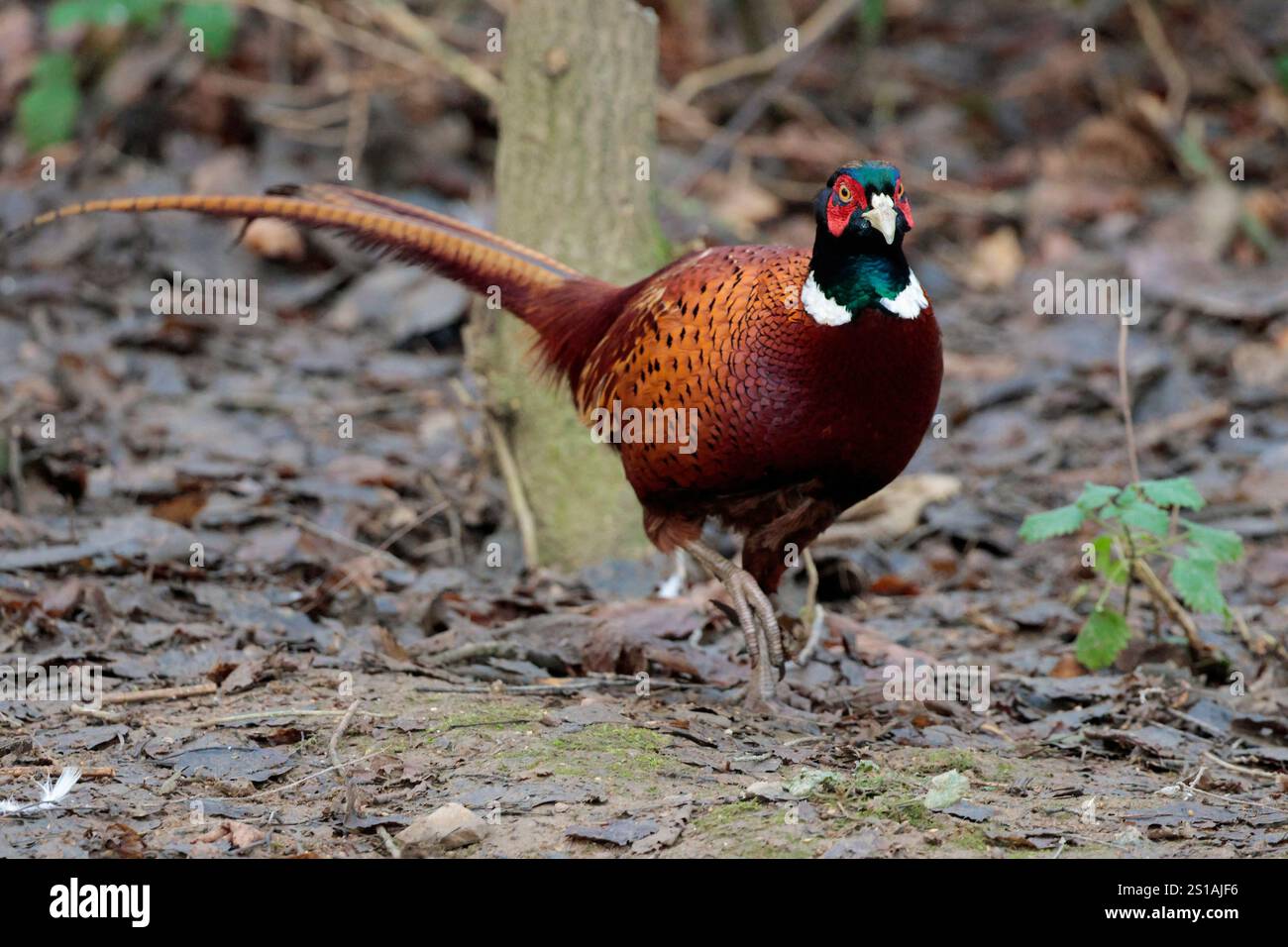 Golden pheasant wet hi-res stock photography and images - Alamy