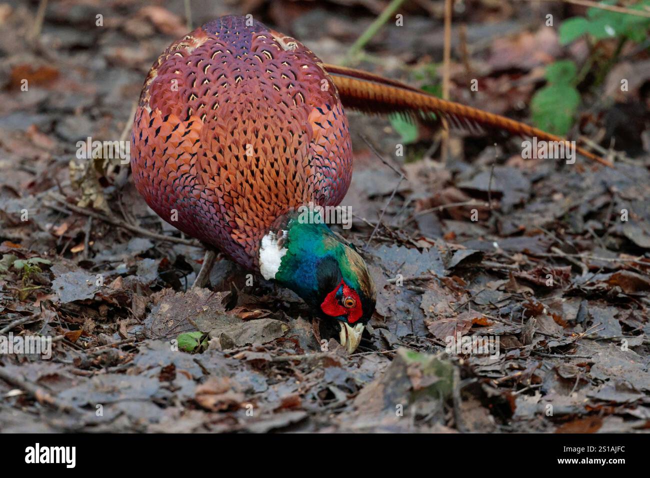 Pheasant male bird Phasianus colchicus, golden brown plumage red wattle ...