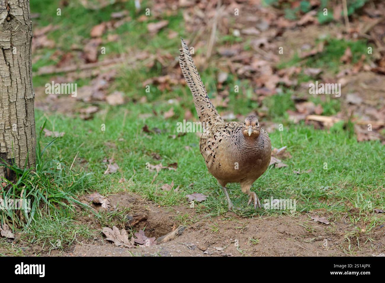 Pheasant in woodland hide hi-res stock photography and images - Alamy