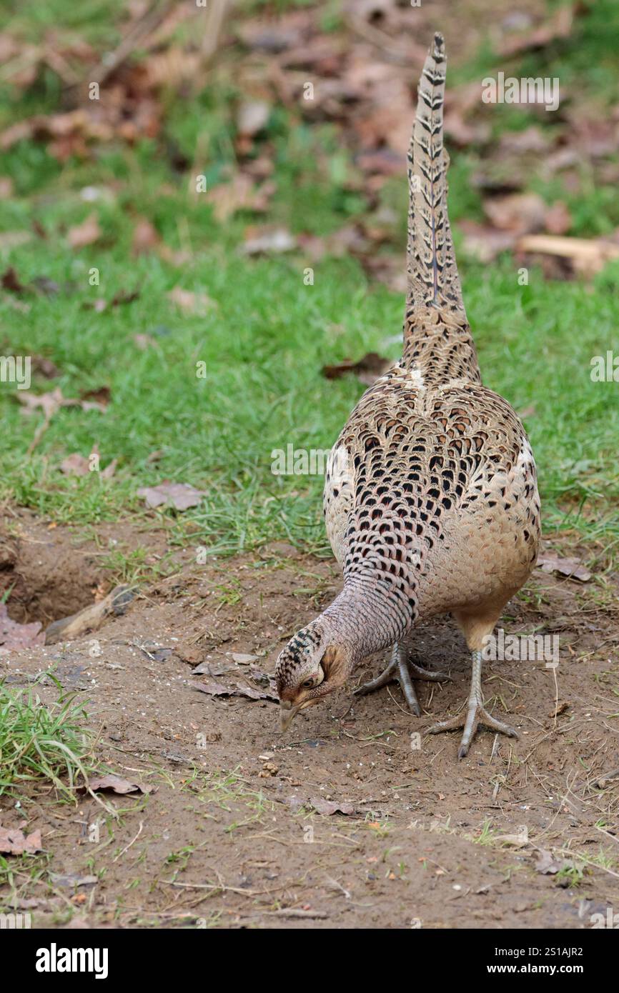 Pheasant in woodland hide hi-res stock photography and images - Alamy