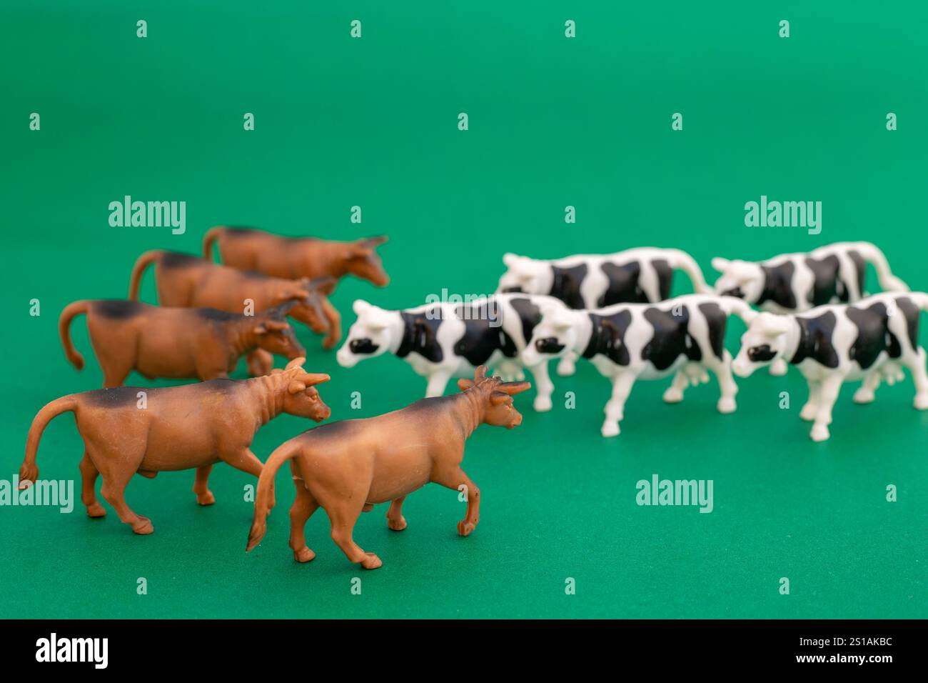 Black and white plastic cows facing brown bulls on green background ...