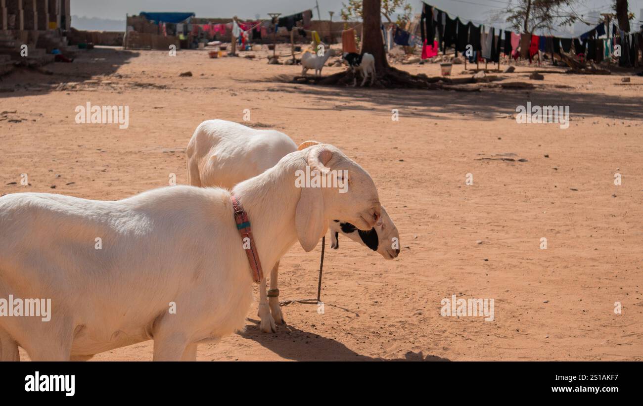 some goats and sheep as living animals on the slave island of goree ...