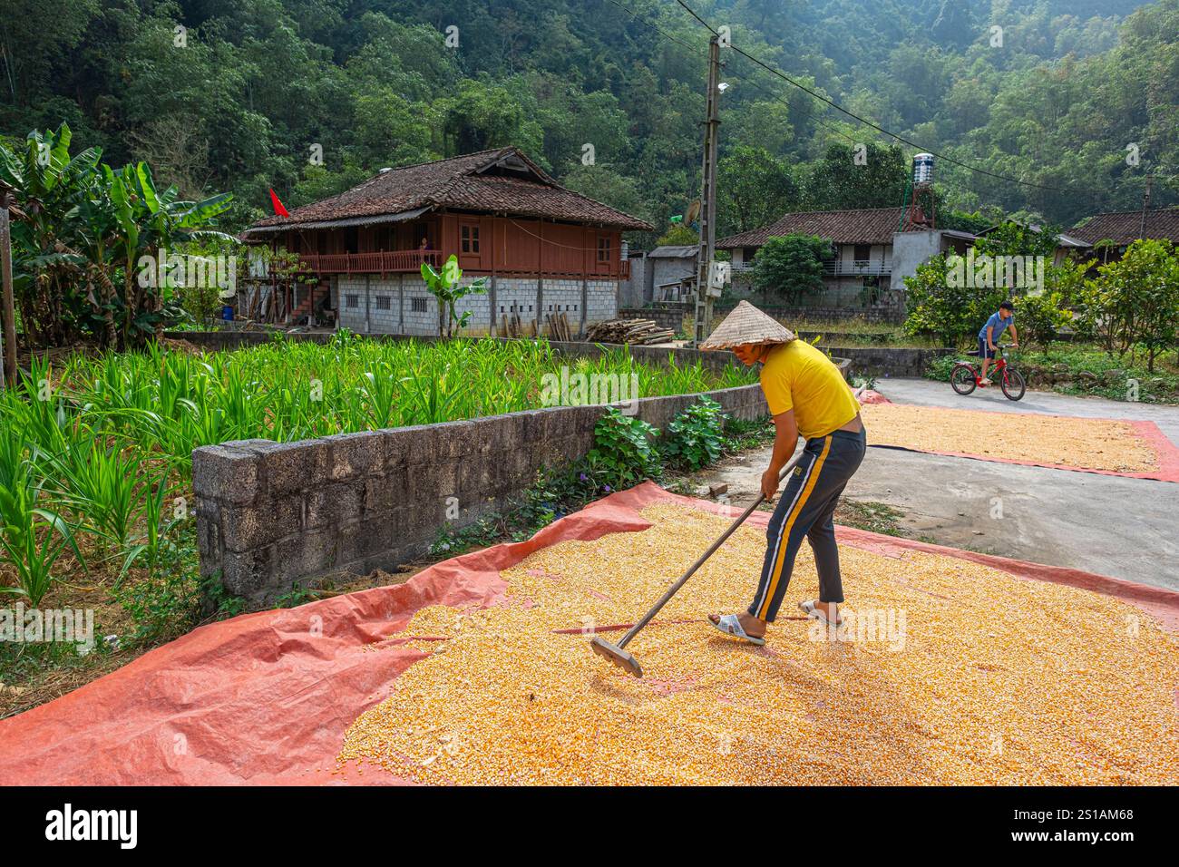 Vietnam, Lang Son province, Bac Son valley, drying corn Stock Photo - Alamy