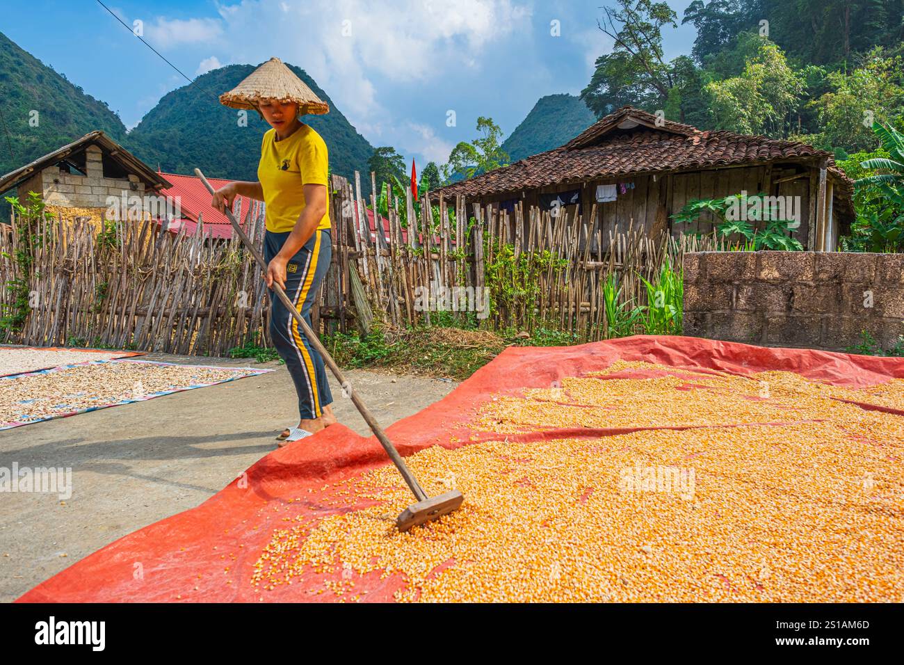Vietnam, Lang Son province, Bac Son valley, drying corn Stock Photo - Alamy