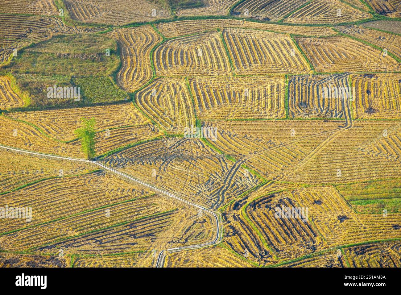 Vietnam, Lang Son province, Bac Son valley, cut and dried rice fields ...
