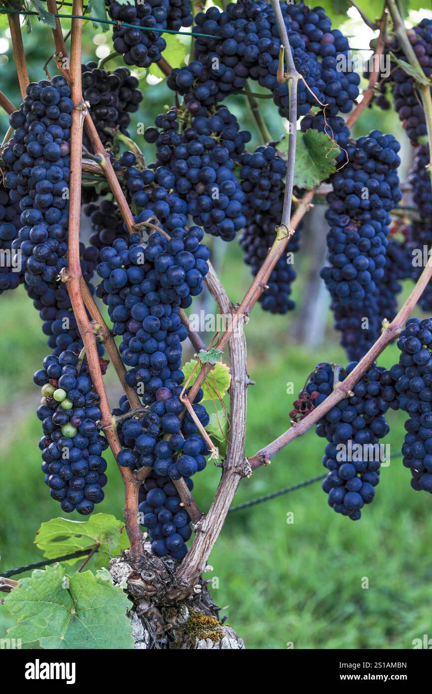 Blue grapevine pinot noir hi-res stock photography and images - Alamy