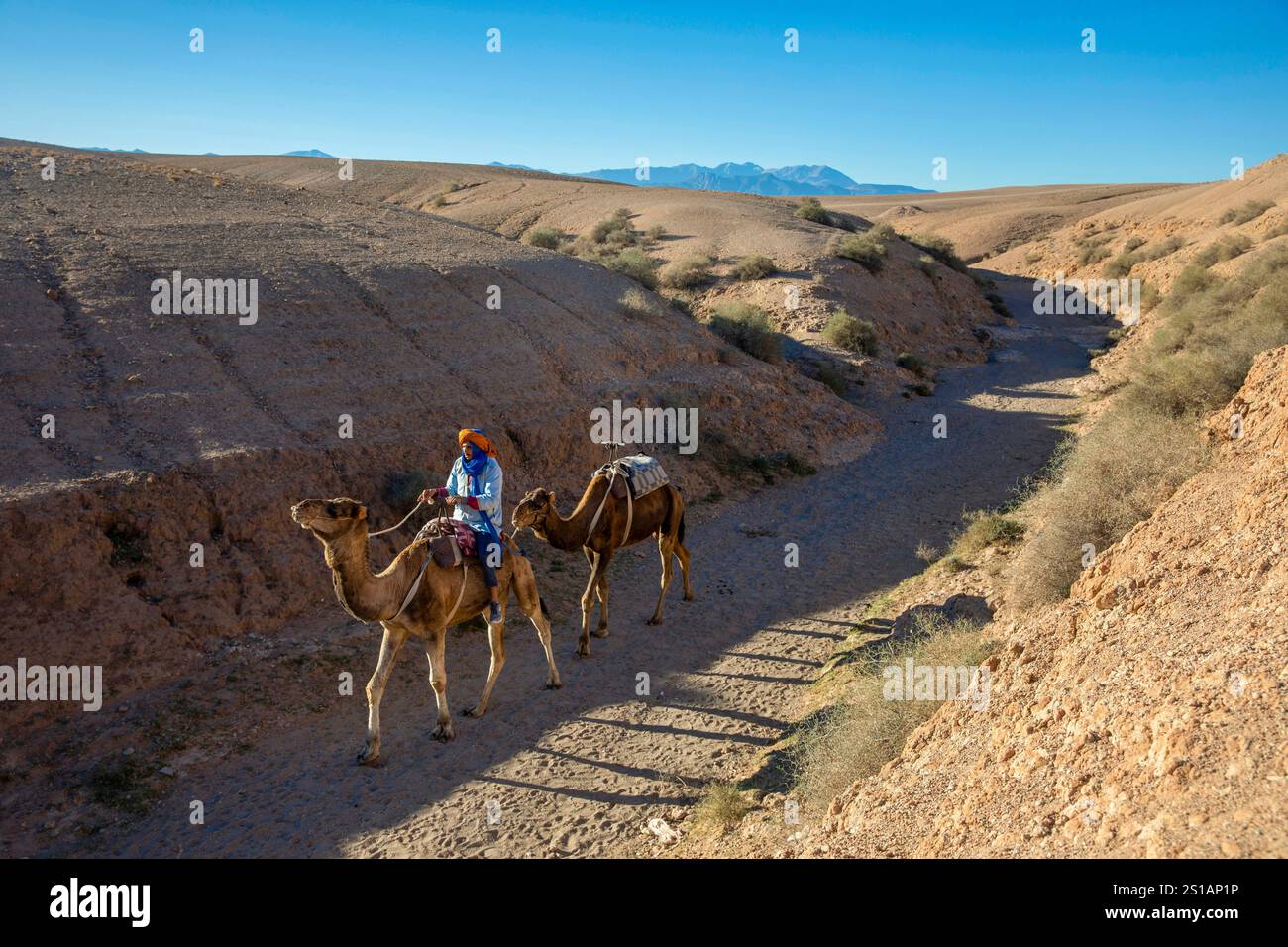 Morocco, Agafay, Saharan in djellaba and cheche on dromedary crossing ...