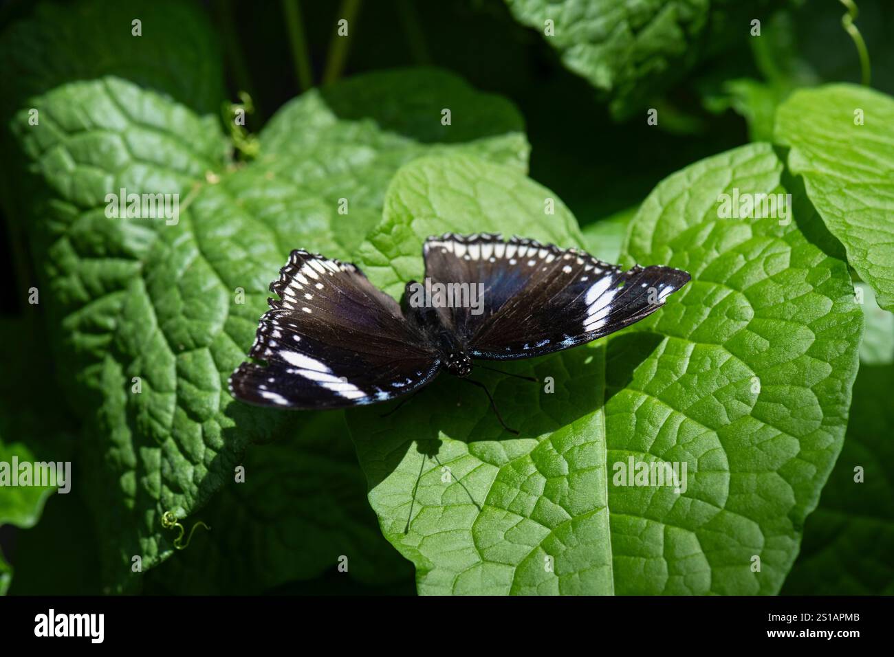 Great Eggfly, Hypolimnas bolina, butterfly, Botanical Gardens of ...