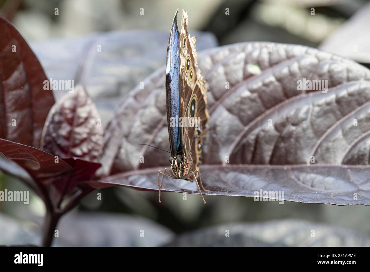 Blue Morpho, Morpho helenor, butterfly with wings closed, Botanical ...