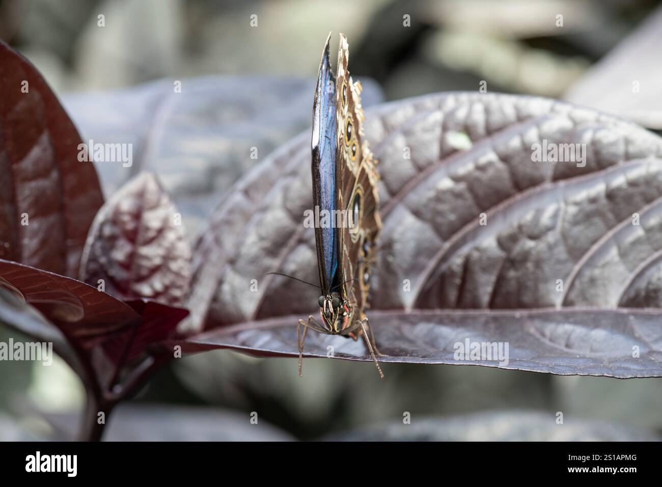 Blue Morpho, Morpho helenor, butterfly with wings spread open ...