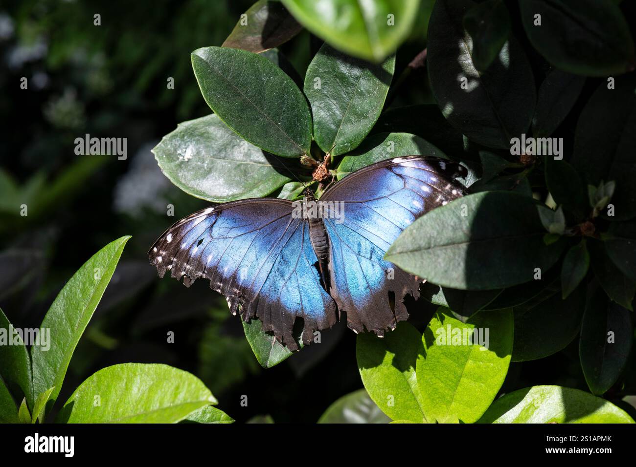 Blue Morpho, Morpho helenor, butterfly with open wings , Botanical gardens of Montreal, Quebec ...