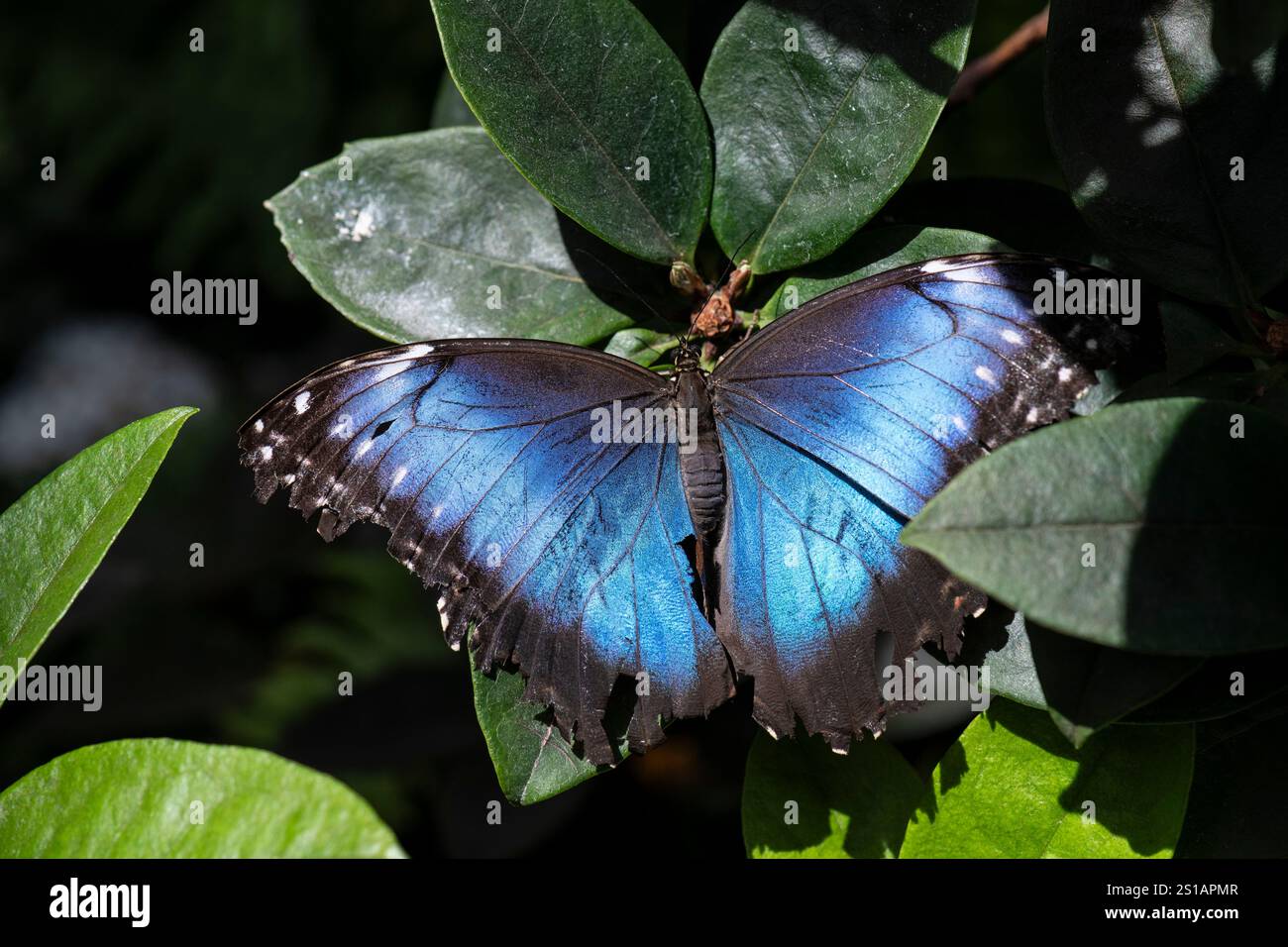Blue Morpho, Morpho helenor, butterfly with open wings , Botanical ...
